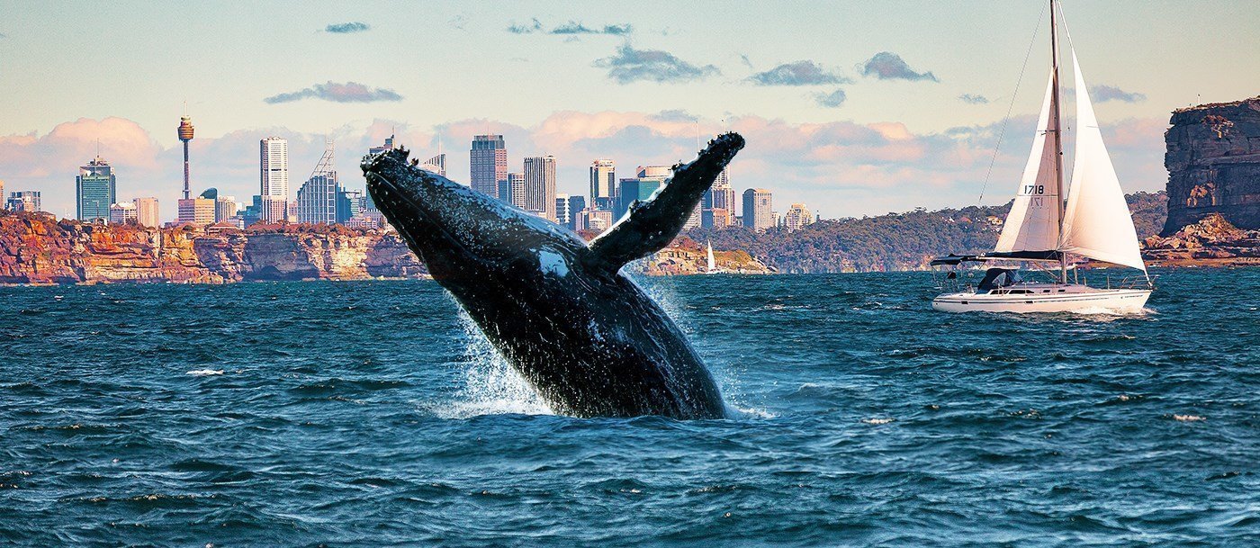9 Best Whale Watching Cruises In Sydney | Australian Cruise Group